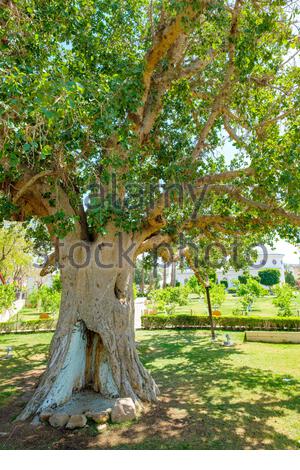 Zacchaeus' sycamore fig tree in Jericho Stock Photo - Alamy