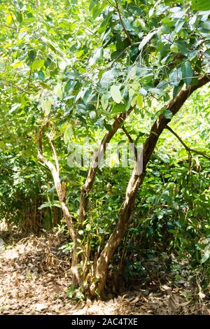 Cinnamon cultivation from Zanzibar, Tanzania. Spices cultivation ...