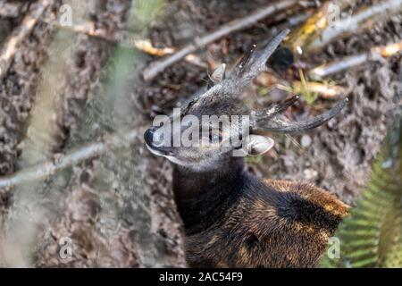 Visayan spotted deer / Visayan deer / Philippine spotted deer / Prince ...