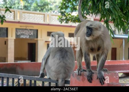 Variety of monkeys in the Indian city of Rishikesh Stock Photo - Alamy