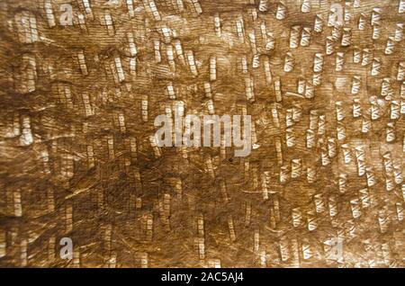 A close-up view of tapa (or kapa) cloth after it has been dyed and ...