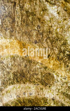 A close-up view of tapa (or kapa) cloth after it has been dyed and ...
