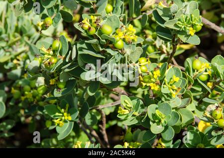 The native Hawaiian 'akia plant is either male or female. Female plants ...