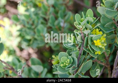 The native Hawaiian 'akia plant is either male or female. Female plants ...