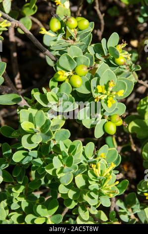 The native Hawaiian 'akia plant is either male or female. Female plants ...