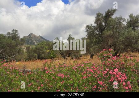 The countryside in the Naxos island, Greece Stock Photo - Alamy