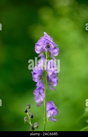 The purple flowers of Monkshood Arendsii Stock Photo - Alamy