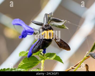 A Japanese carpenter bee, Xylocopa appendiculata, feeds off of blue ...