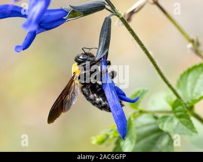 A Japanese carpenter bee, xylocopa appendiculata circumvolans, feeds ...