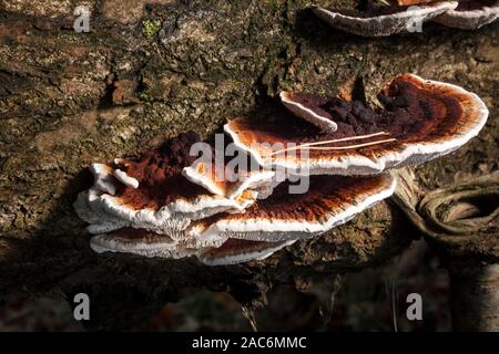 The Smoky Bracket (Bjerkandera adusta) is a common tree fungus Stock ...