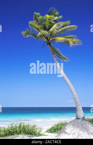 Palme am Strand - Cancun - Mexico Stock Photo - Alamy