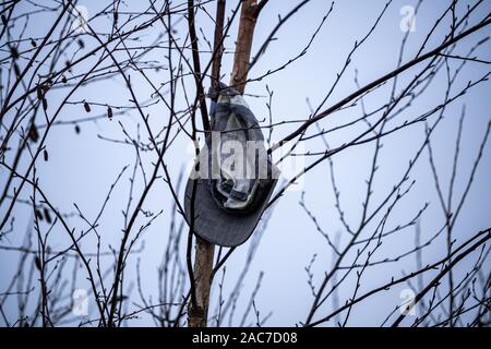 piece of clothing shoe hanging on the tree branch in forest green ...