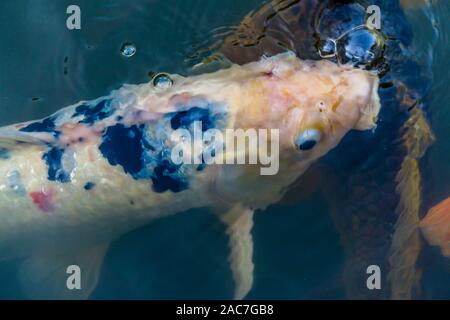 A Koi fish breaks the surface of a pond and looks around Stock Photo ...