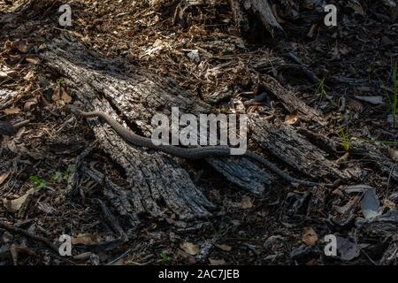 New Mexico Ridge-nosed Rattlesnake (Crotalus willardi obscurus) from ...