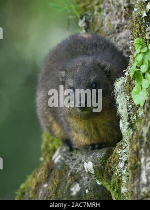 Tree hyrax or Dendrohyrax arboreus in Ngorongoro conservation area ...