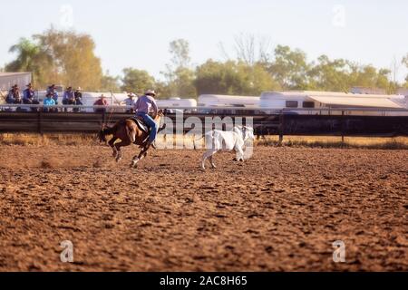 An Australian cowboy rounds up a calf in a dusty arena at an Australian ...