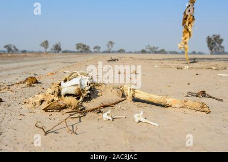 Bleached bones of an animal that died during a drought in Paroo Darling ...
