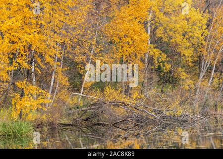 Eastern Deciduous forest along lake, Autumn, Minnesota, USA, by ...