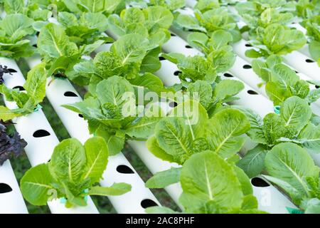 Hydroponic organic vegetables salad garden cultivation at home garden ...
