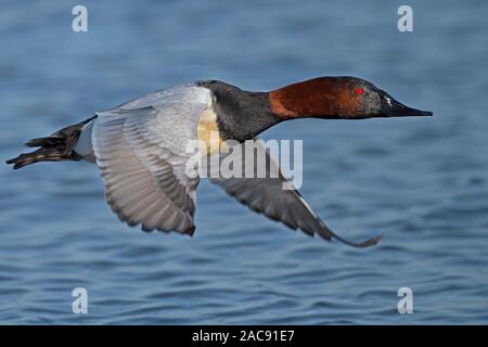 Canvasback duck in flight Stock Photo - Alamy