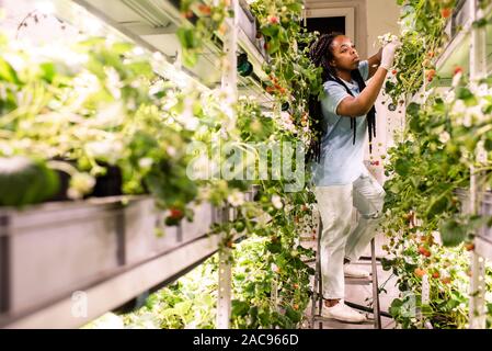 In store, positive gardening female worker inspects young cactus plants ...