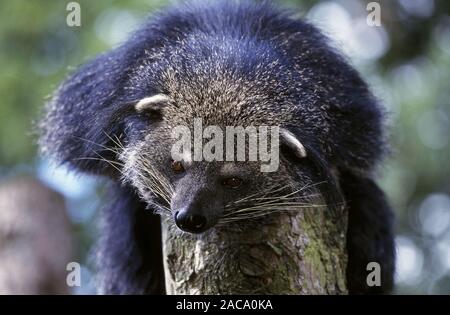 Binturong, Asian Bearcat or Palawan Bearcat (Arctictis binturong Stock ...