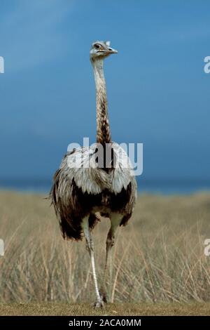 Greater rhea, Nandu, Rhea americana, Vogel, Vögel,Bird, Palaeognathae ...