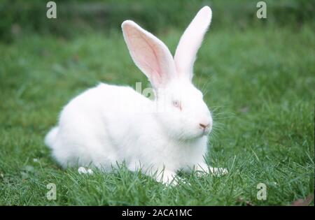 Deutscher Riese / German Giant Stock Photo - Alamy
