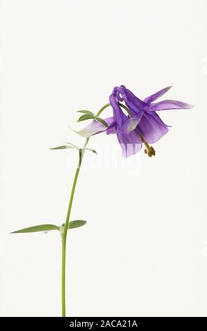 akelei aquilegia vulgaris columbine ancolie flower still stills ...