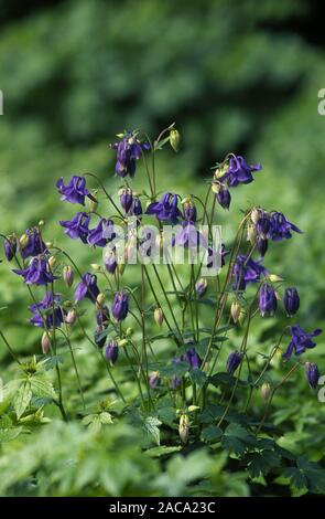 akelei aquilegia vulgaris columbine ancolie flower still stills ...