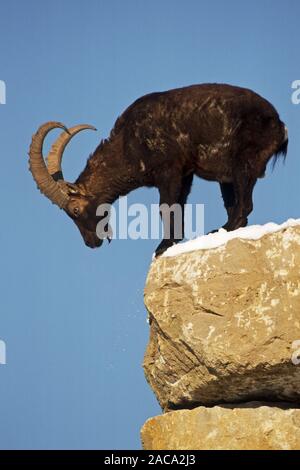 Alpine Ibex (Capra ibex), snow-covered mountain peaks behind, Mont ...