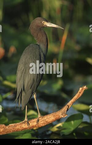 Little Blue Heron at Corkscrew Swamp Sanctuary Stock Photo - Alamy