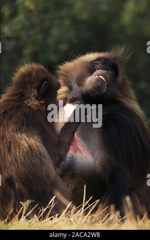 Gelada Baboon Theropithecus gelada adult male close-up head folding ...