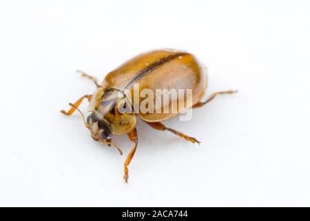 Larch Ladybird (Aphidecta obliterata) adult beetle photographed on a ...