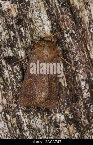Hedge Rustic moth (Tholera cespitis) on a Welsh moor Stock Photo - Alamy