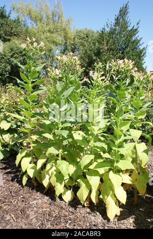 Tobacco plants Nicotiana Tabacum Stock Photo - Alamy
