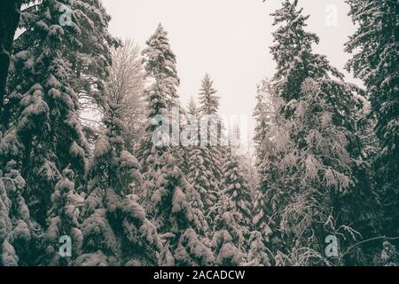 Trees strewn with snow. Photo of the winter forest Stock Photo - Alamy