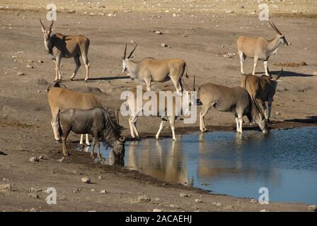 eland and wildebeest Stock Photo - Alamy