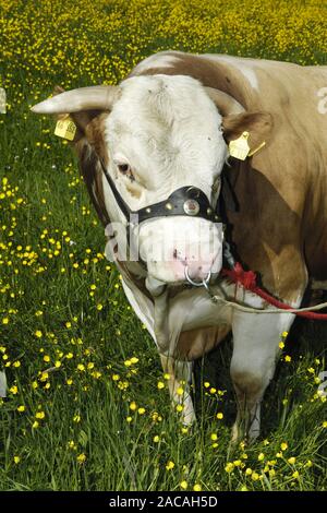 Hinterwald, Hinterwaelder-Rind, Hinterwaelder cattle (Bos primigenius f ...