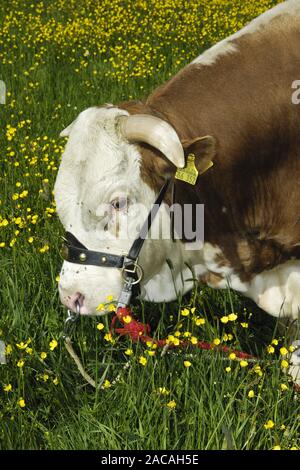 Hinterwald, Hinterwaelder-Rind, Hinterwaelder cattle (Bos primigenius f ...