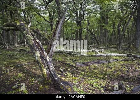Southern beeches or nothofagus forest at the Onelli bay, National Park ...