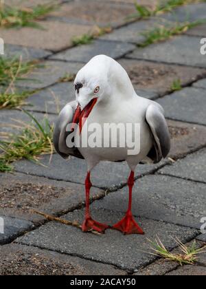 Bird behaviour, angry Seagull, Australian Silver Gull, in an ugly mood ...