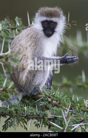Vervet monkey (Cercopithecus aethiops: Cercopithecidae) male showing ...