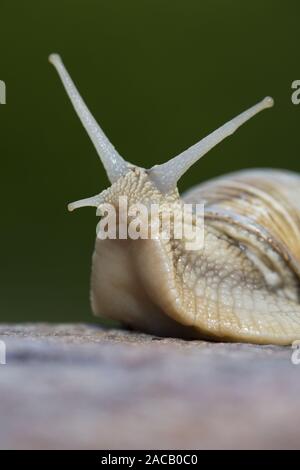 Edible snail snails snail molluscs Mollusca edible snails Helix pomatia ...
