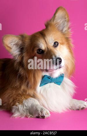 Young man with cute Corgi dog on brown background Stock Photo - Alamy