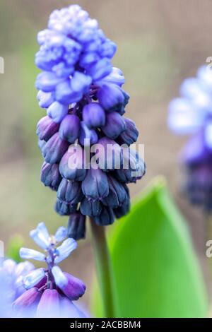 flower, muscari botryoides Stock Photo - Alamy
