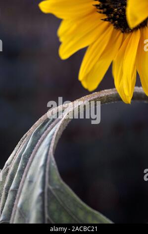 Sunflower without petals Stock Photo - Alamy