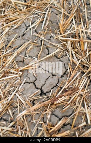 Dried up cracked soil and dead crops due to lack of water, drought and ...