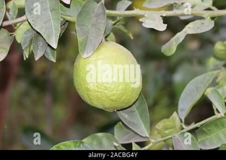 Fresh green lemon limes on tree in organic garden Stock Photo - Alamy