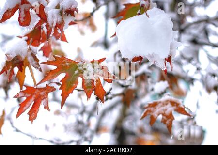 leaf of a chinar tree wallpaper Stock Photo - Alamy